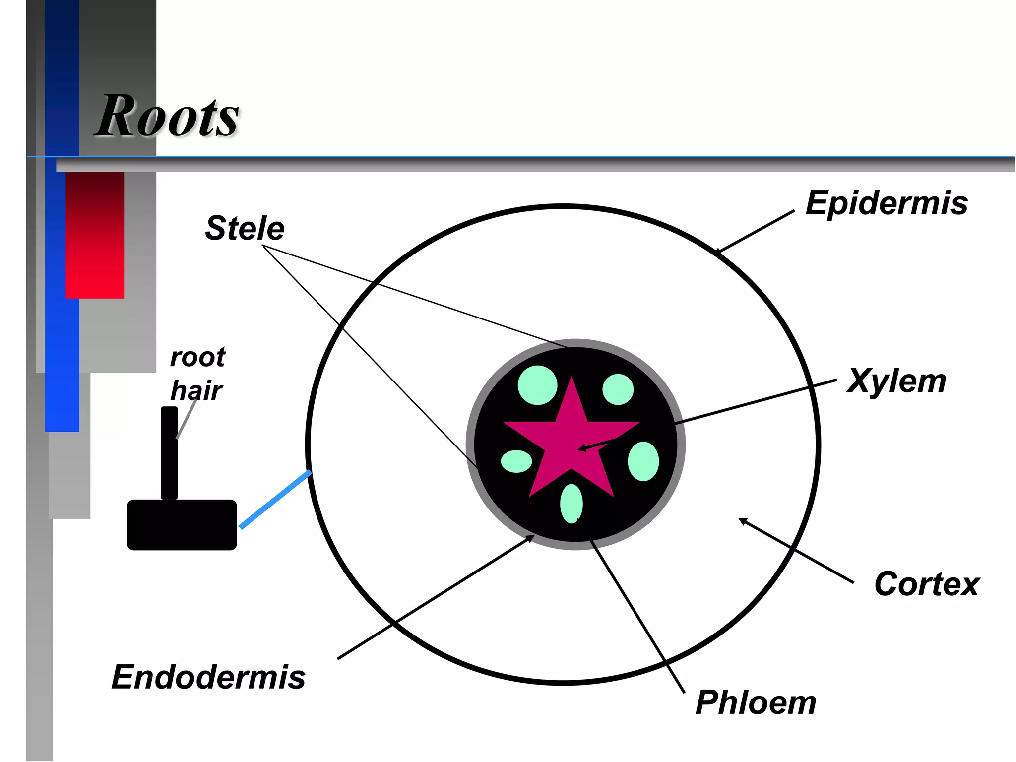Angiosperm anatomy.ppt
