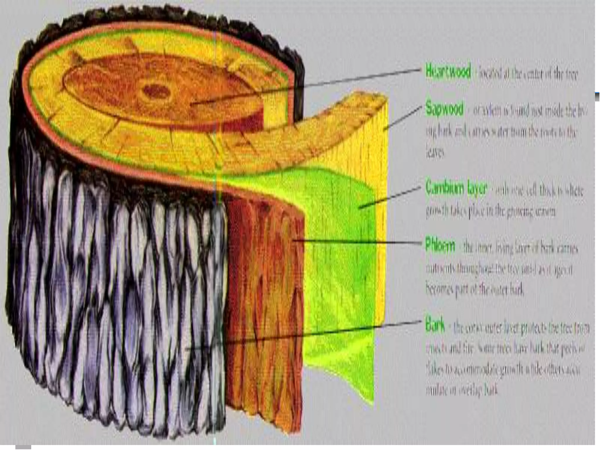 Angiosperm anatomy.ppt