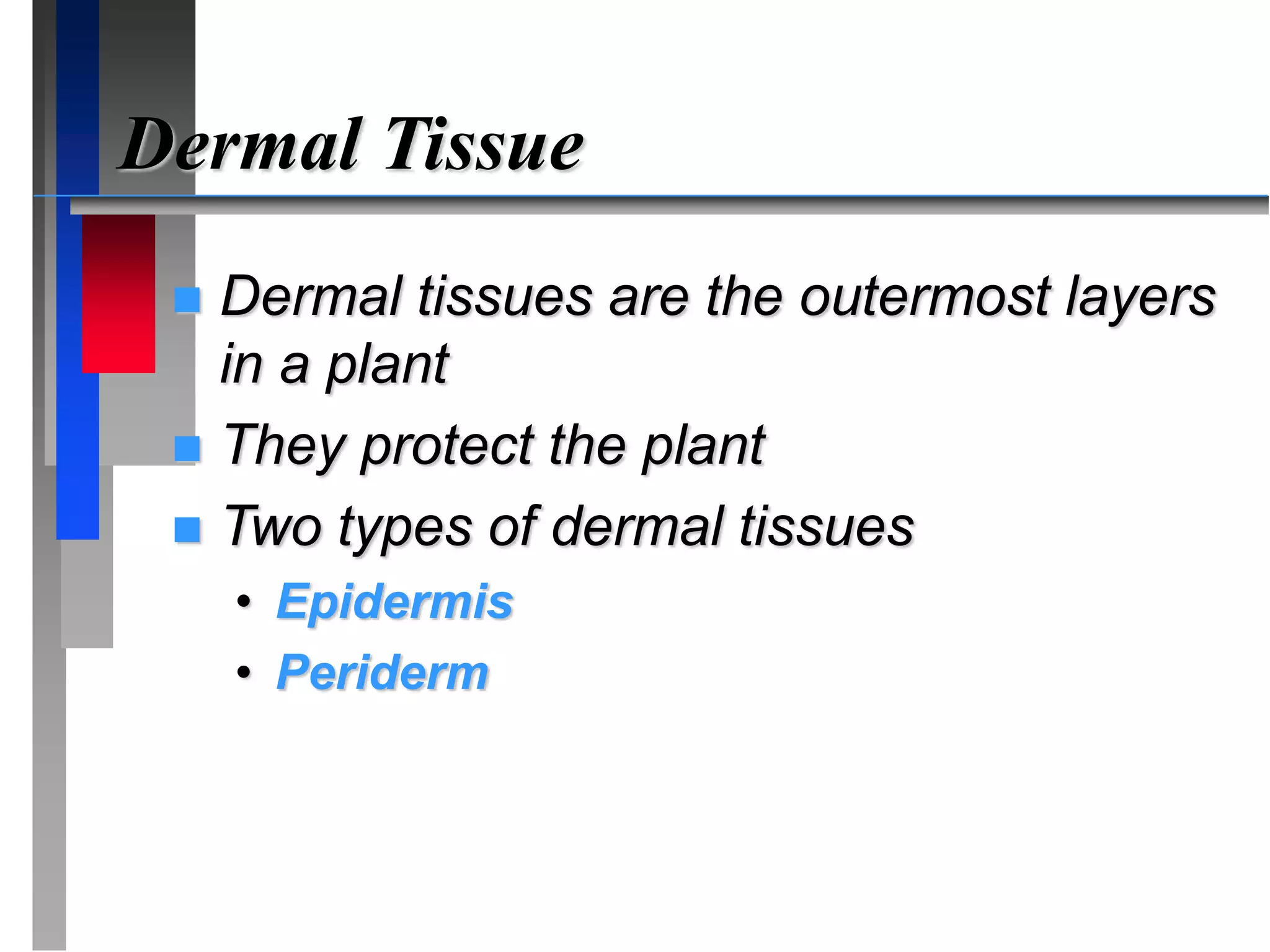 Angiosperm anatomy.ppt
