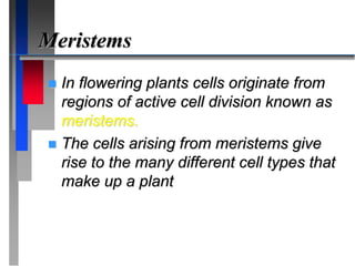 Angiosperm anatomy.ppt