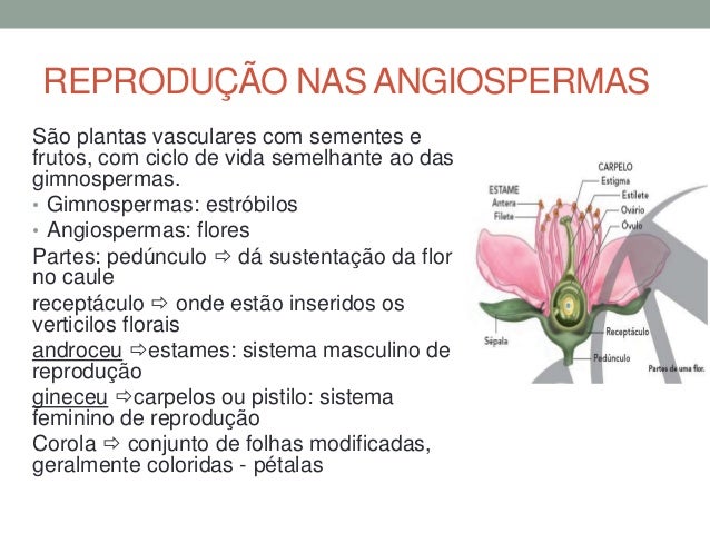 Angiospermas