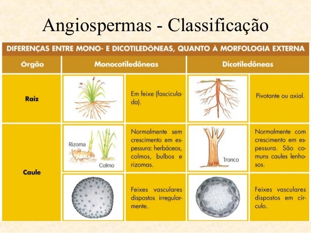 Angiospermas