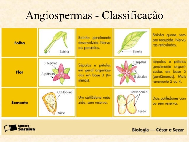 Angiospermas