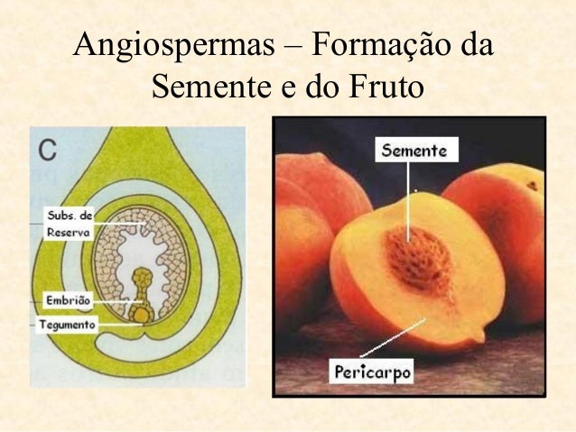 Angiospermas