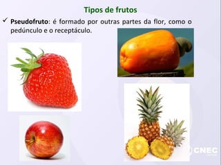 Angiospermas | PPS