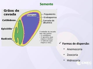 Angiospermas | PPS