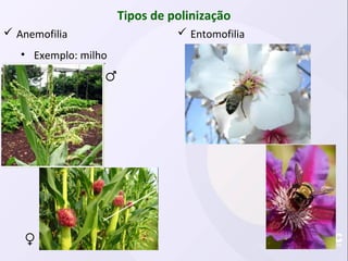 Angiospermas | PPS