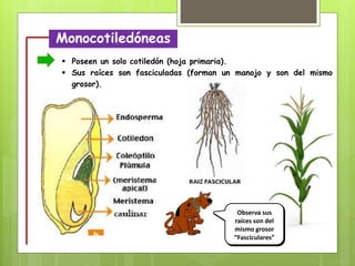 Angiospermas | PPTX