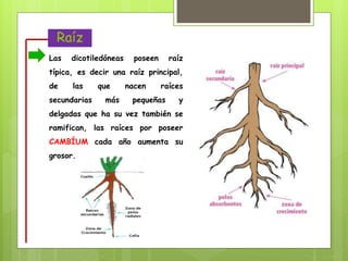 Angiospermas | PPTX