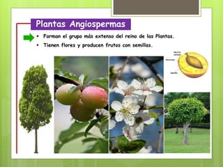 Tipos De Angiospermas