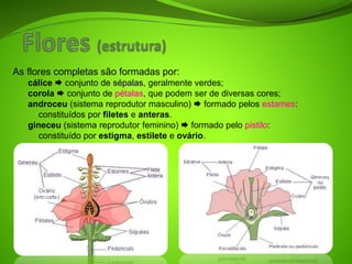 Morfologia da flor: o cálice e a corola das angiospermas