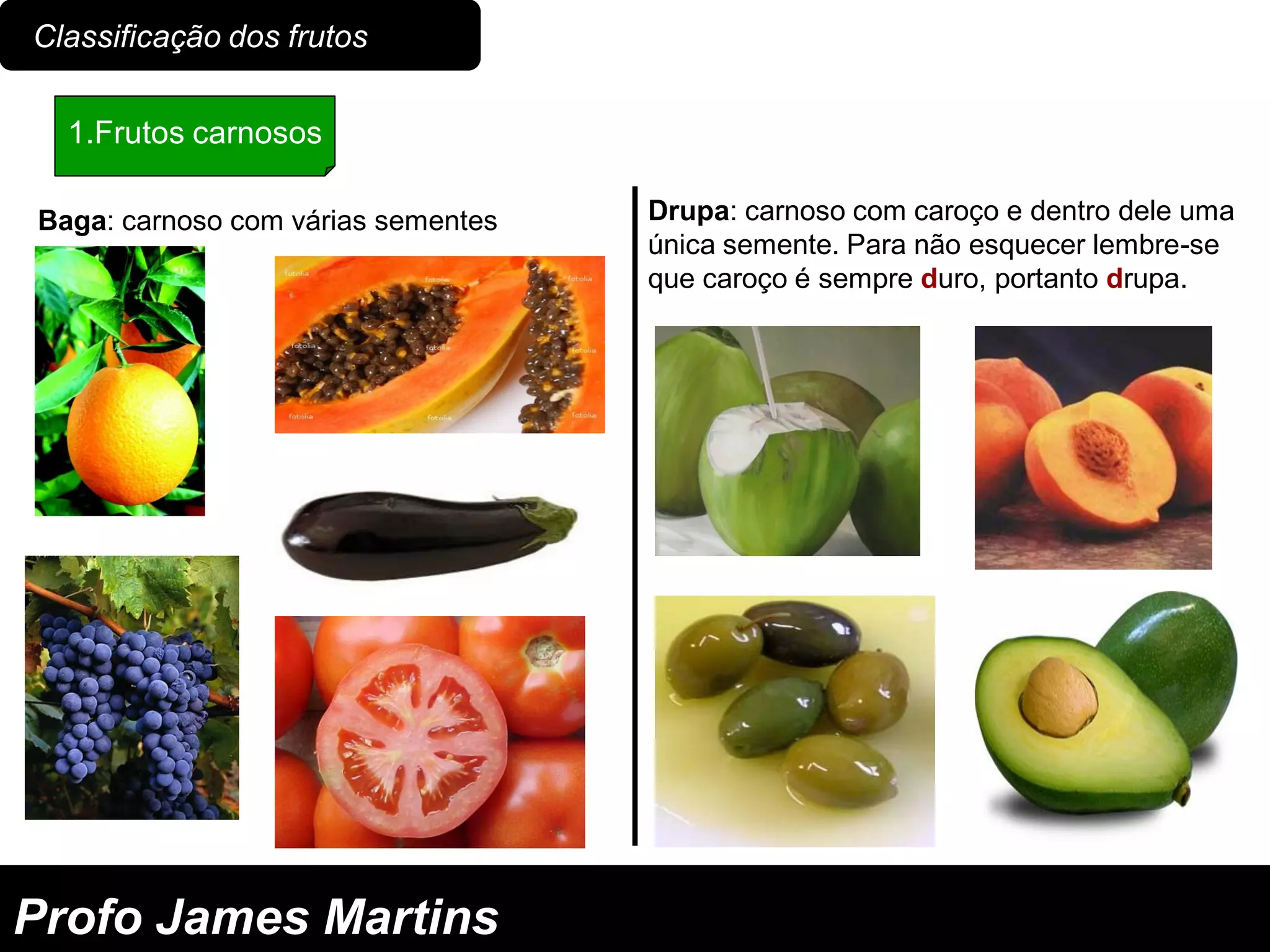Angiospermas -Profo James Martins