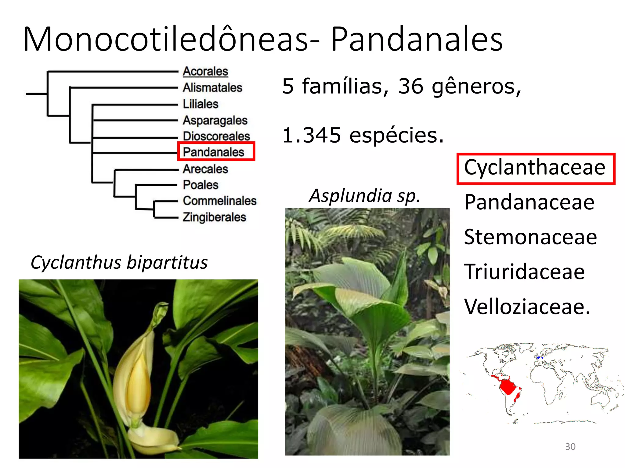 Angiospermas basais monocotiledoneas | PPT
