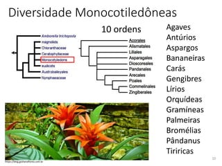 Angiospermas basais monocotiledoneas | PPTX