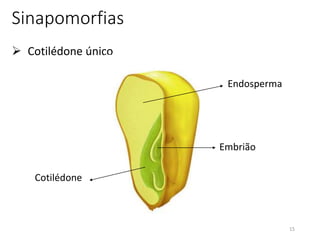 Angiospermas basais monocotiledoneas | PPTX