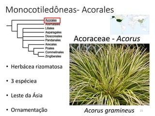 Angiospermas basais monocotiledoneas | PPTX