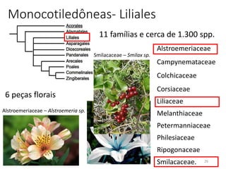 Angiospermas basais monocotiledoneas | PPTX