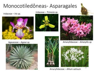 Angiospermas basais monocotiledoneas | PPTX