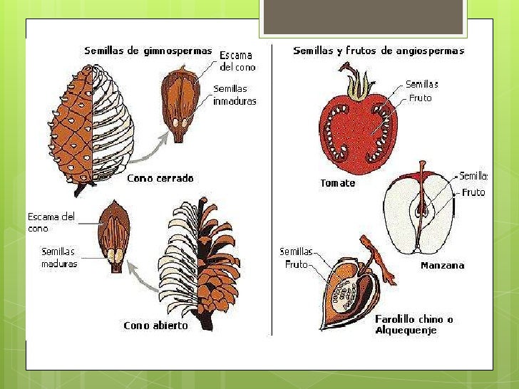 Gimnospermas Y Angiospermas Diferencias Diferencias Entre Plantas Porn Sex Picture