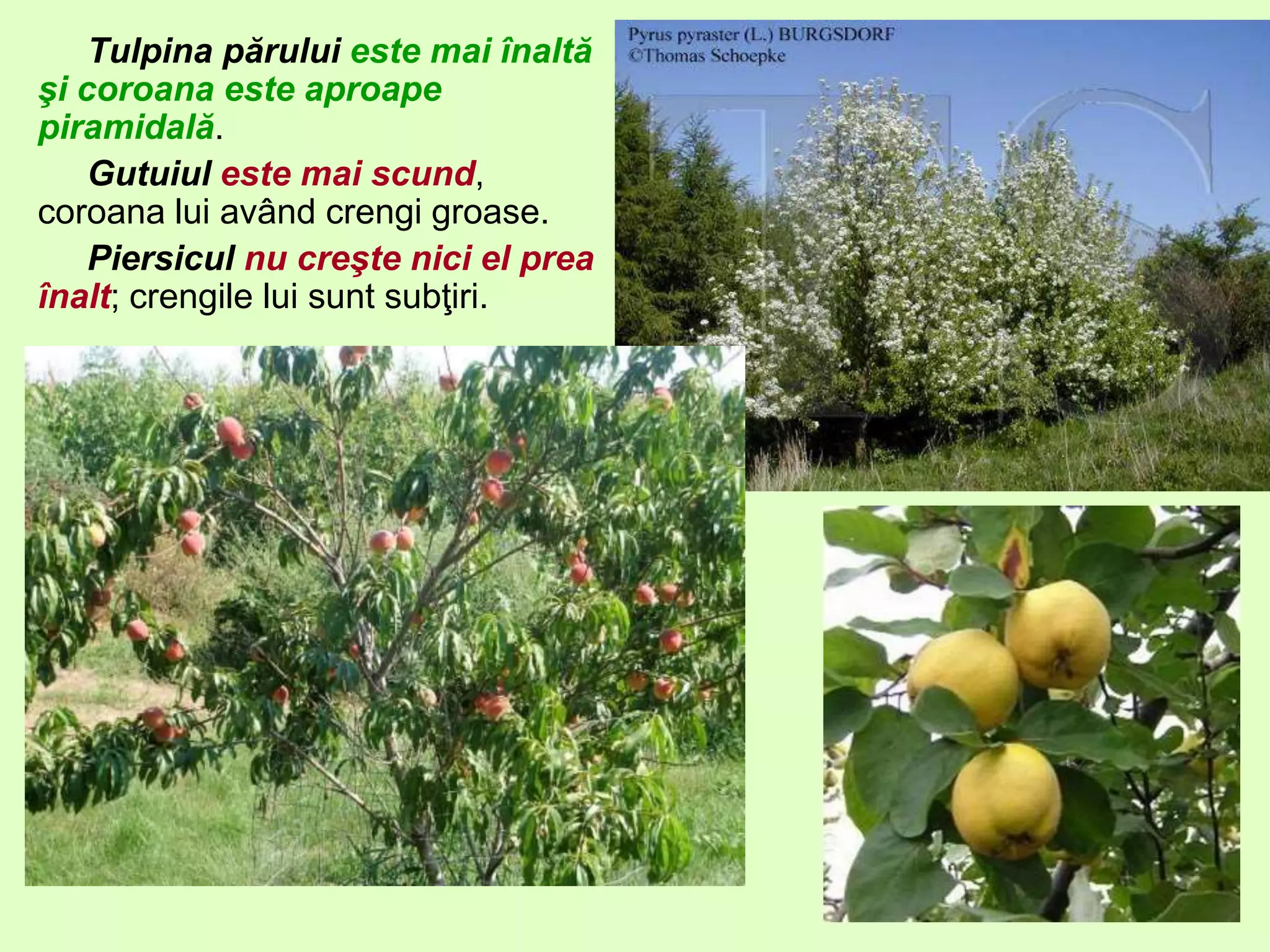 Angiosperme | PPTX