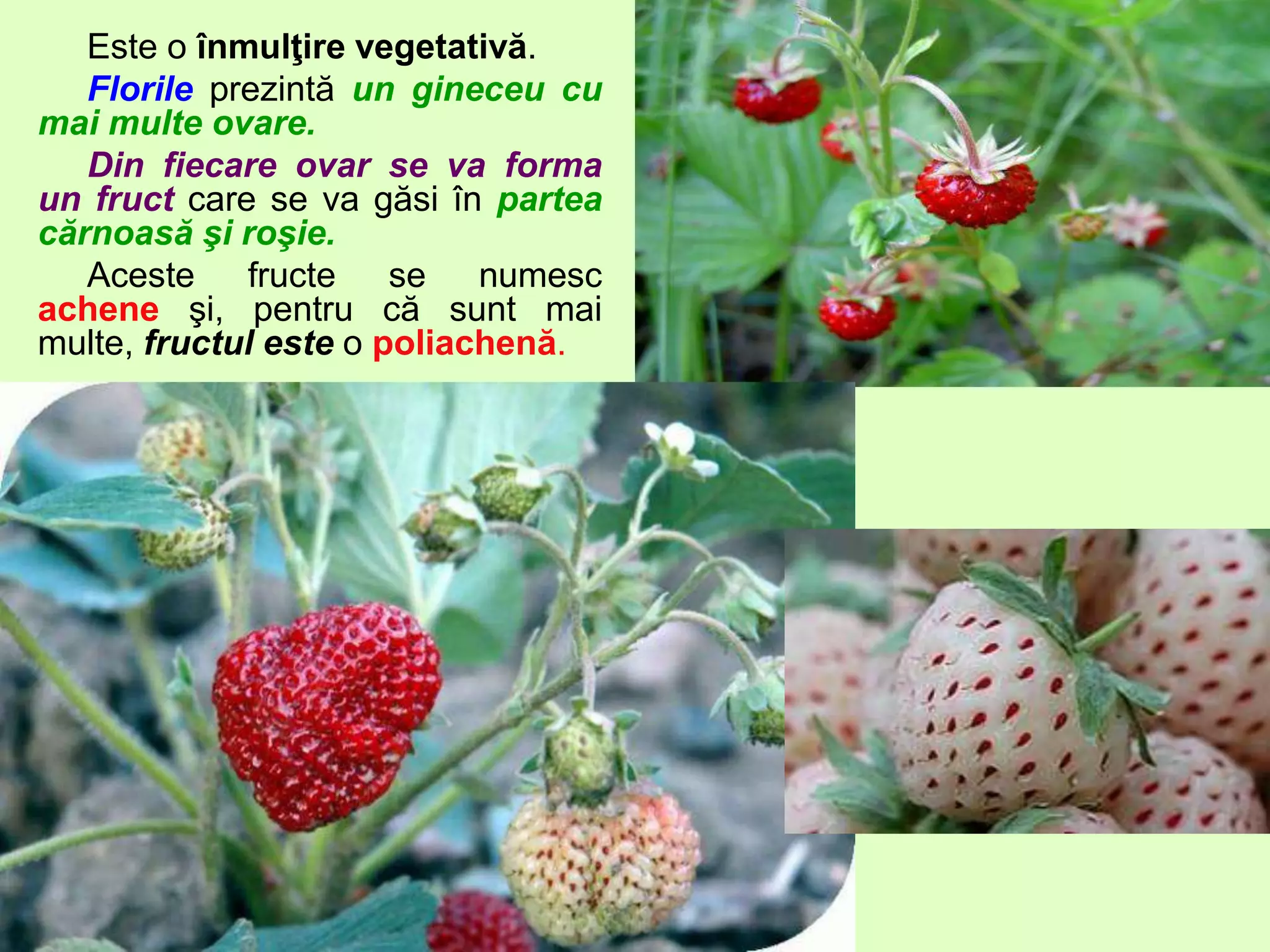 Angiosperme | PPTX