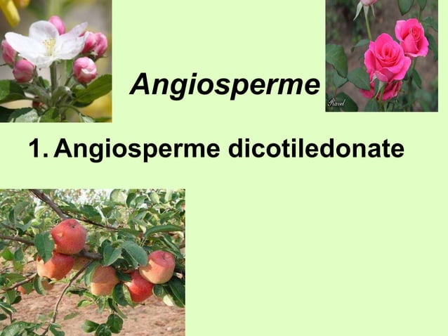 Angiosperme | PPTX