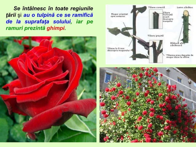 Angiosperme | PPTX