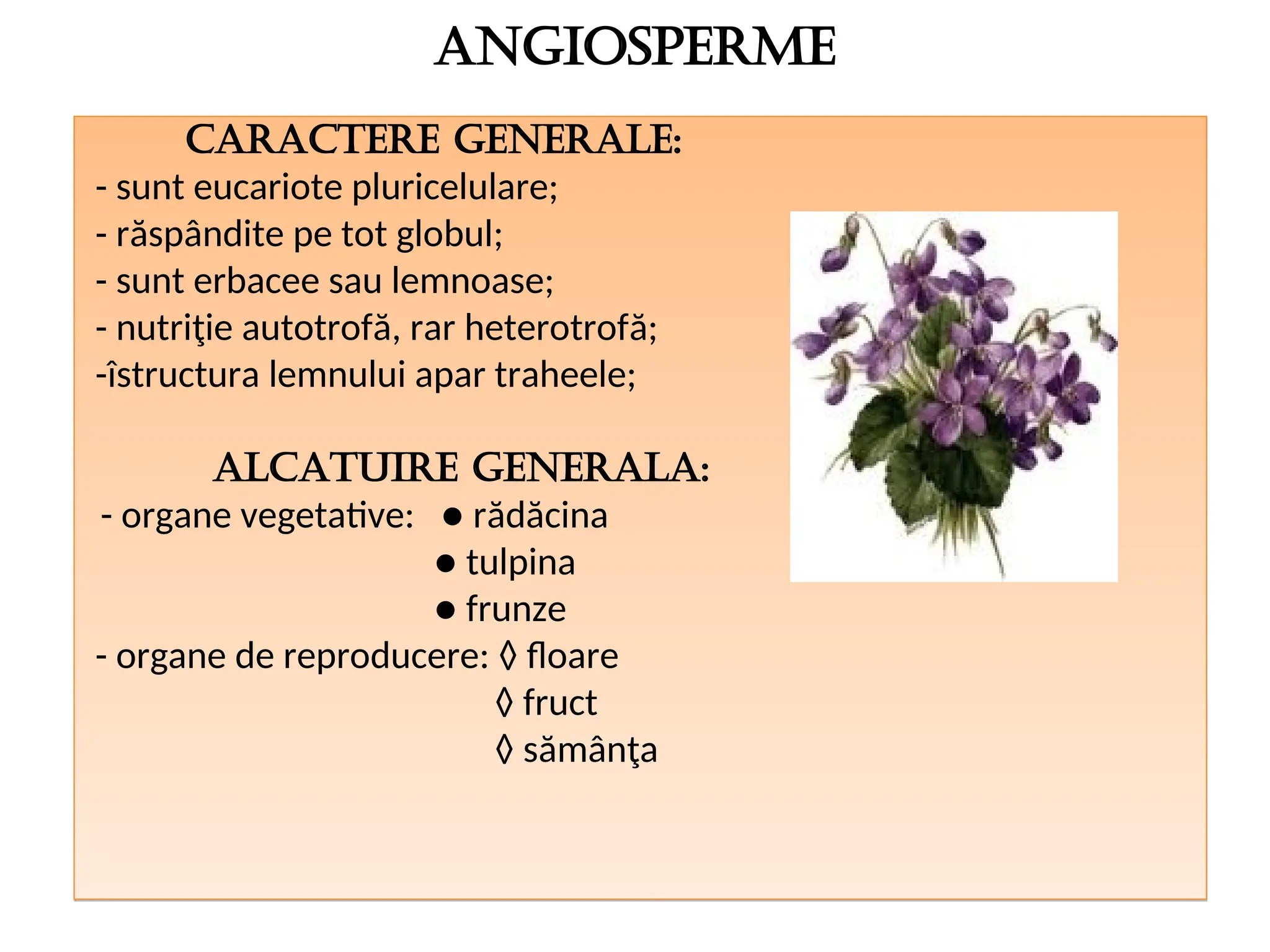 angiosperme.prezentare power pointtttttt | PPT