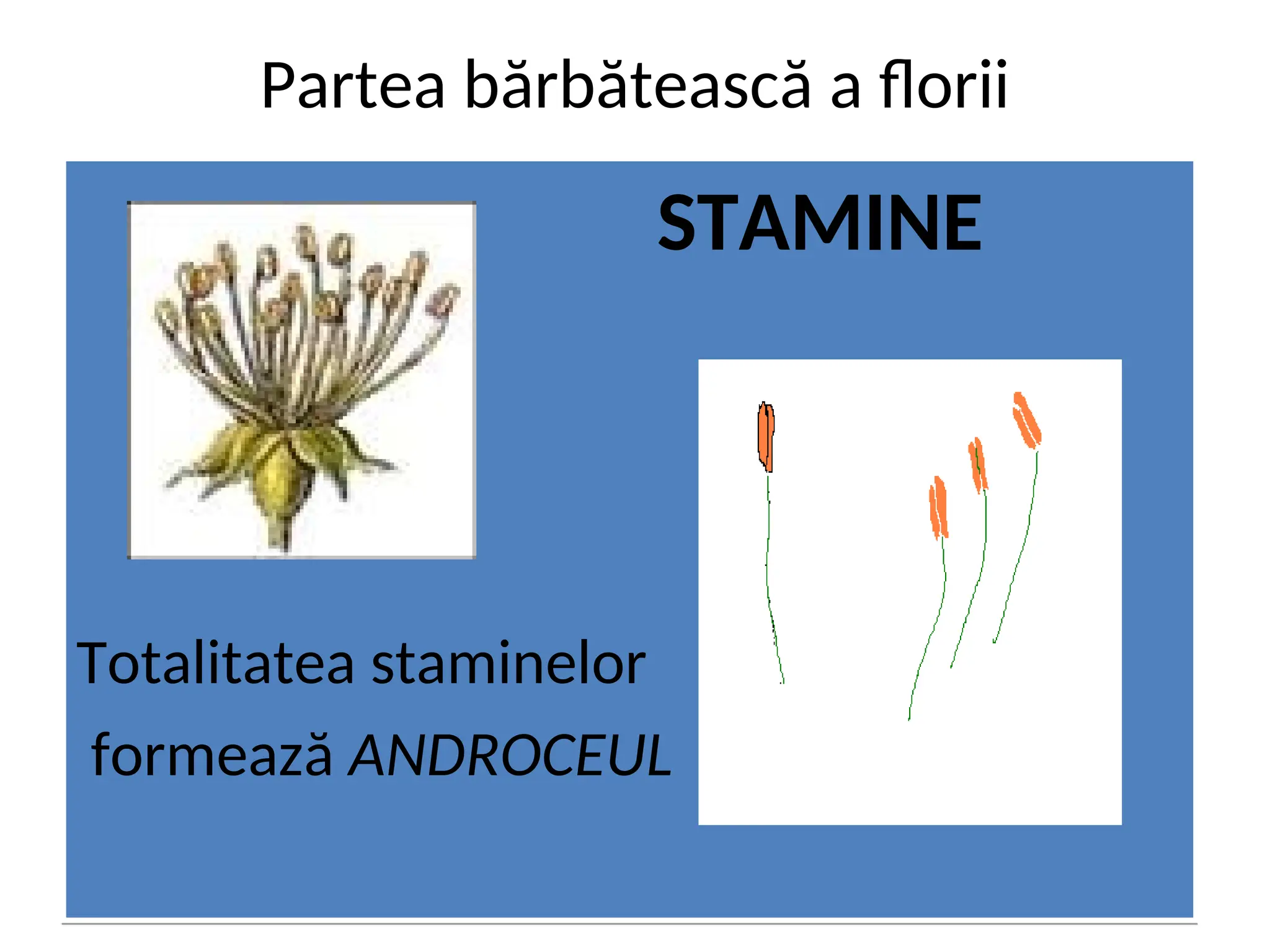 angiosperme.prezentare power pointtttttt | PPT
