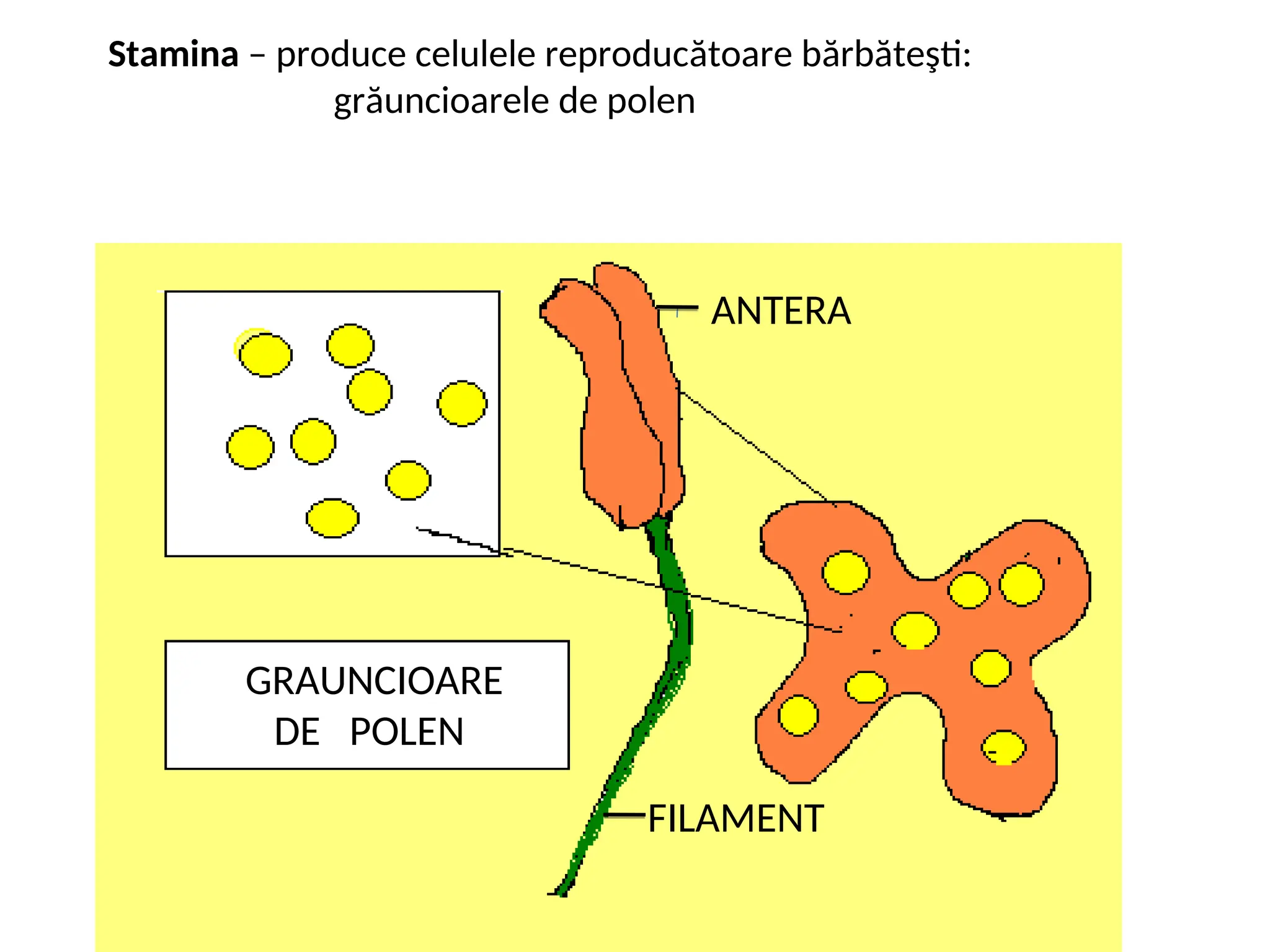 angiosperme.prezentare power pointtttttt | PPT