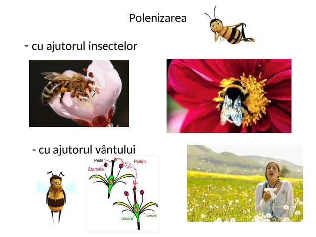 angiosperme.prezentare power pointtttttt | PPT