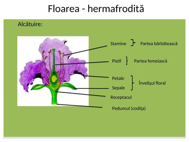 angiosperme.prezentare power pointtttttt | PPT