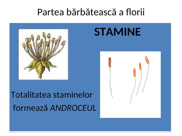 angiosperme.prezentare power pointtttttt | PPT