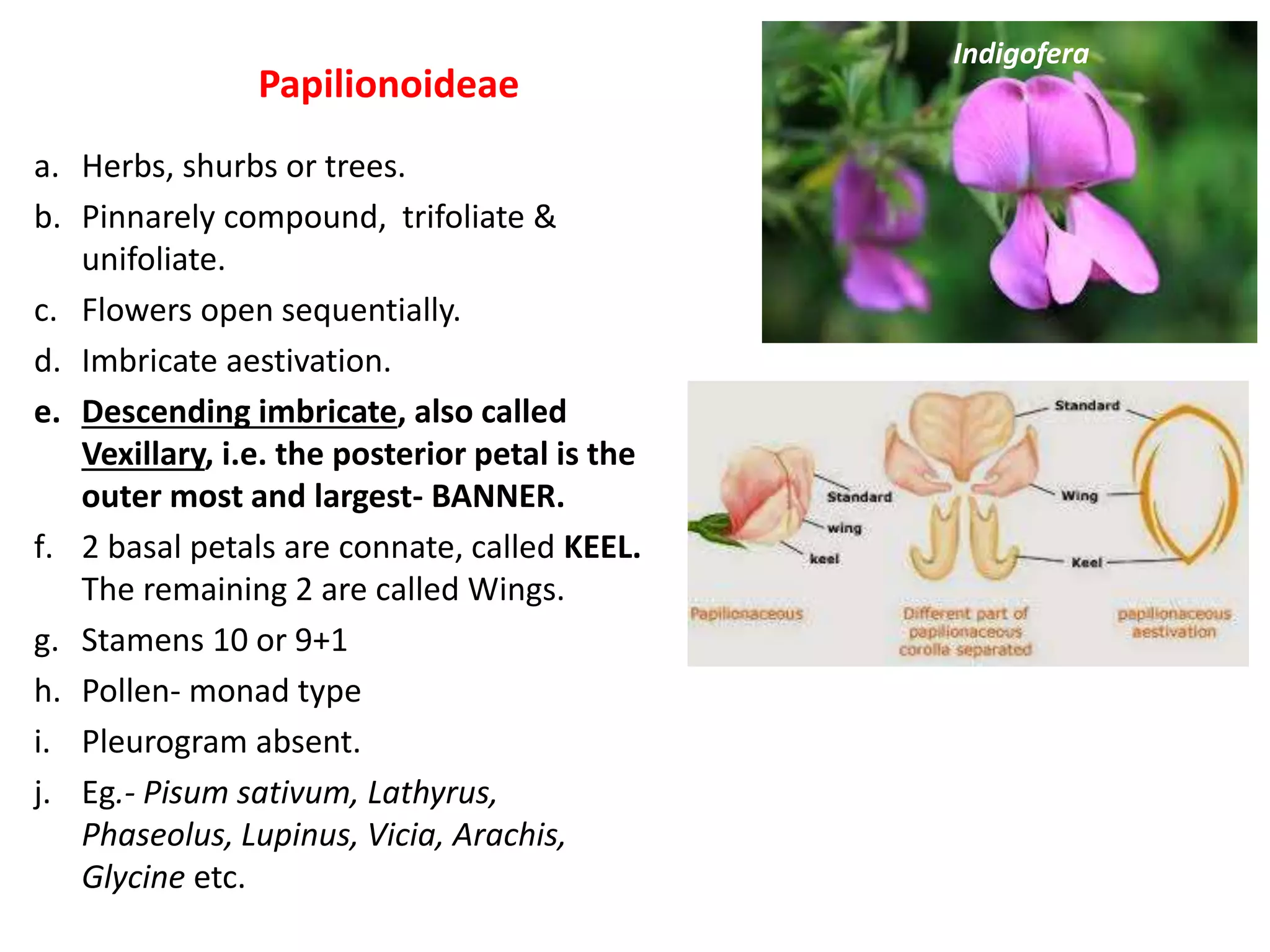 Key Characters of some major Angiosperm Families | PPTX