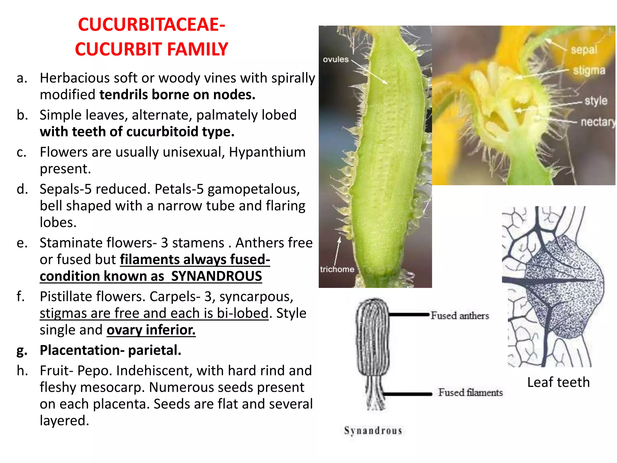 Key Characters of some major Angiosperm Families | PPTX