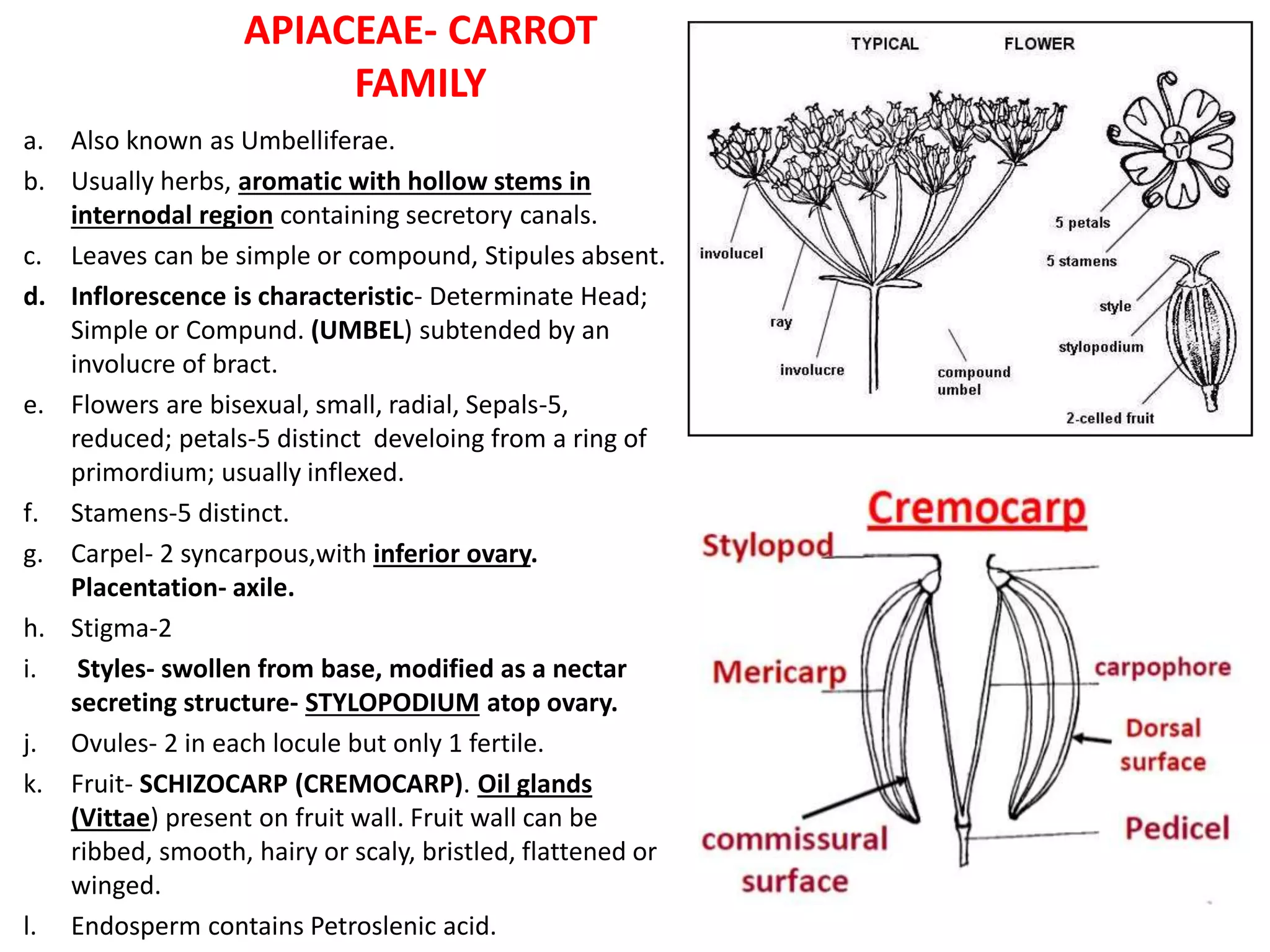 Key Characters of some major Angiosperm Families | PPTX