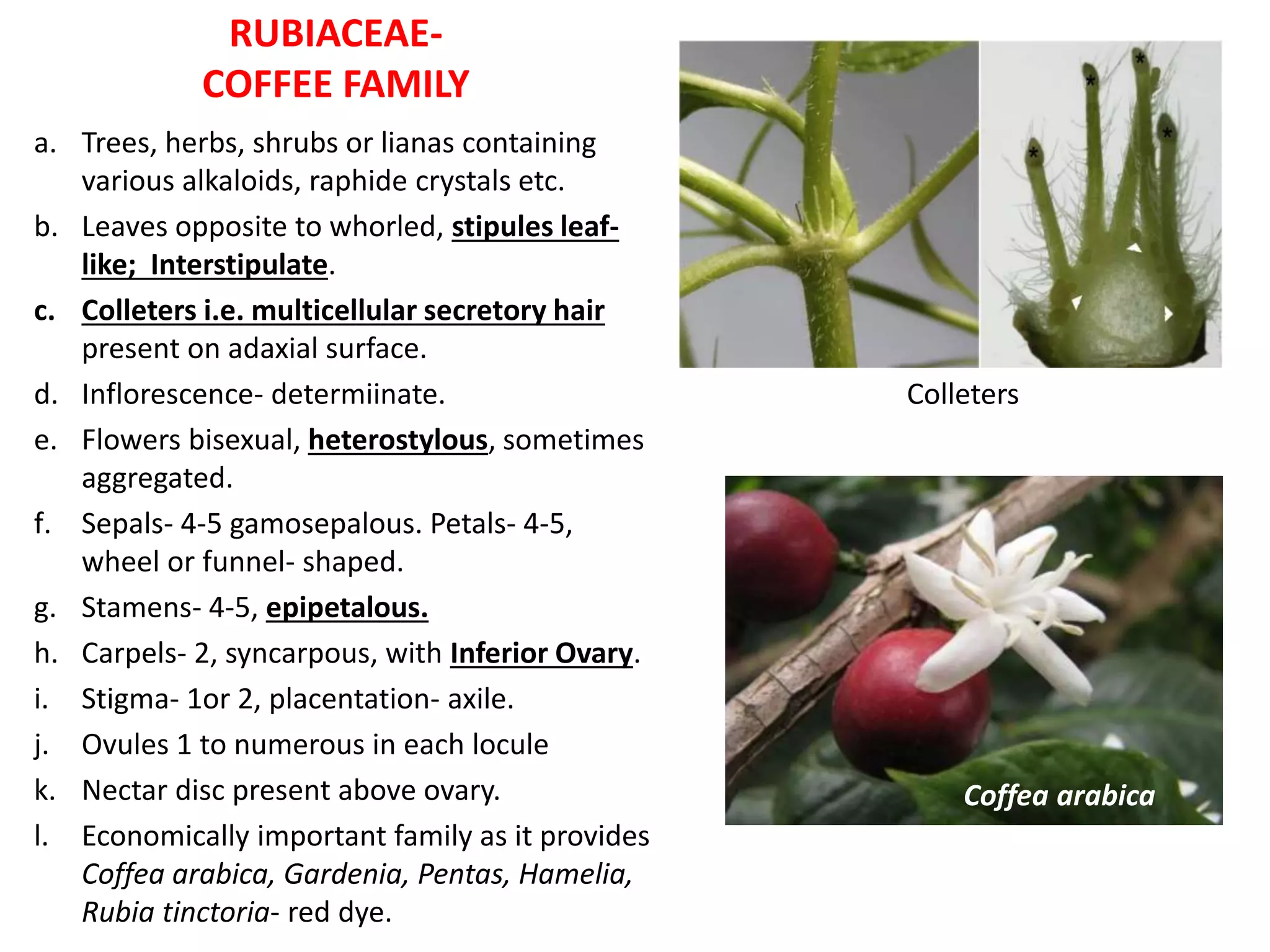 Key Characters of some major Angiosperm Families | PPTX