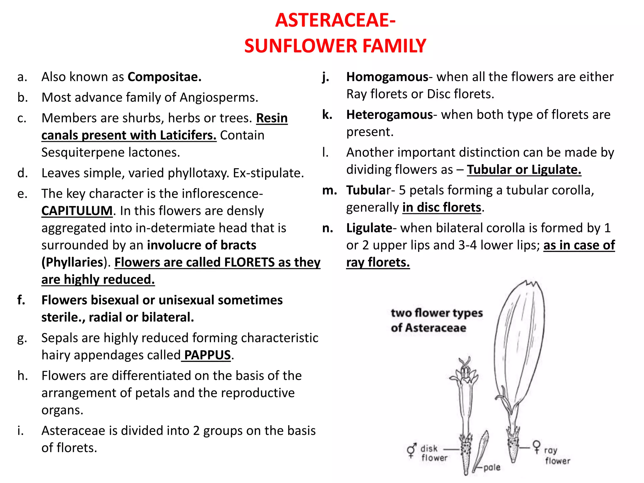 Key Characters of some major Angiosperm Families | PPTX