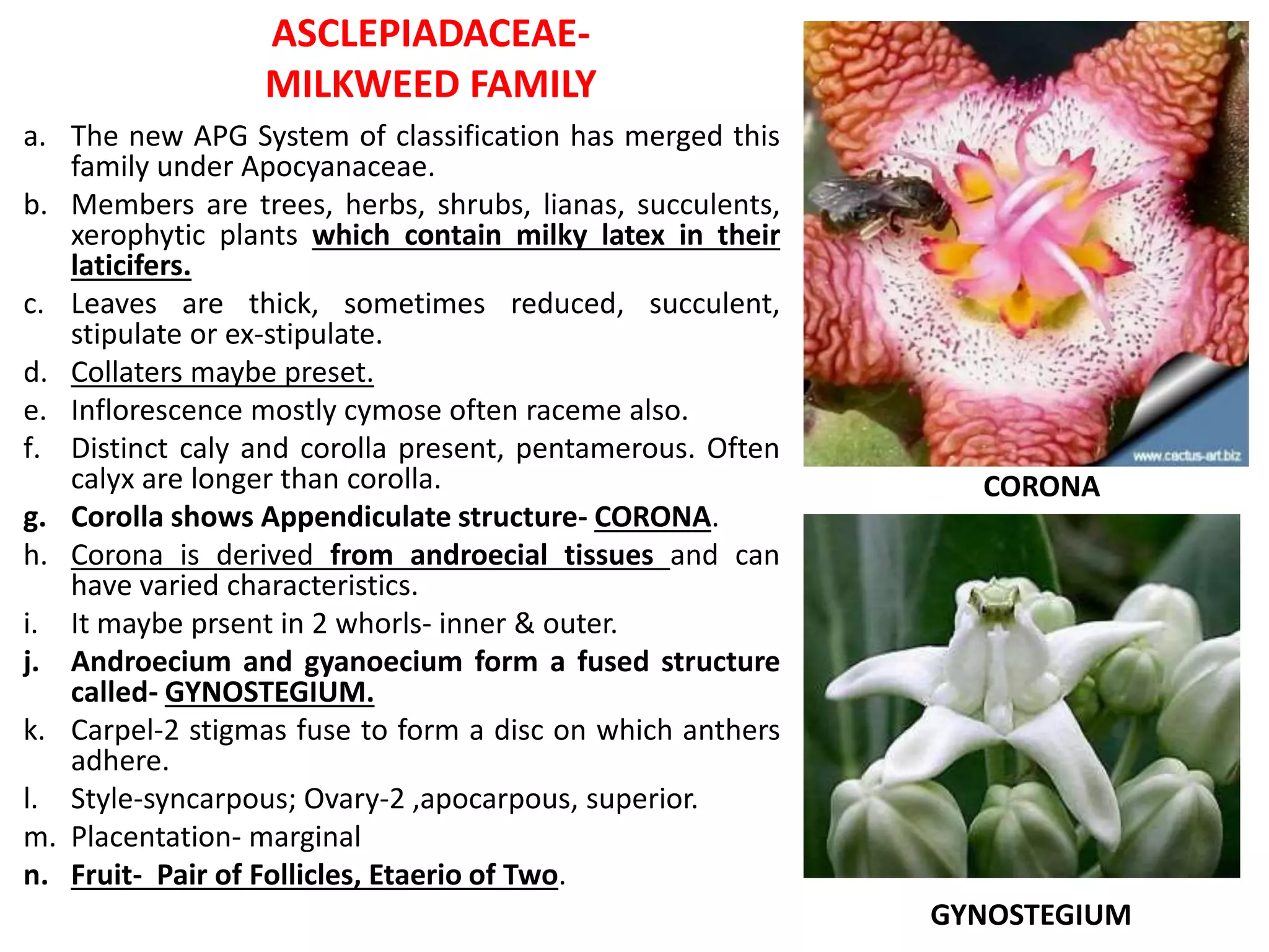 Key Characters of some major Angiosperm Families | PPTX