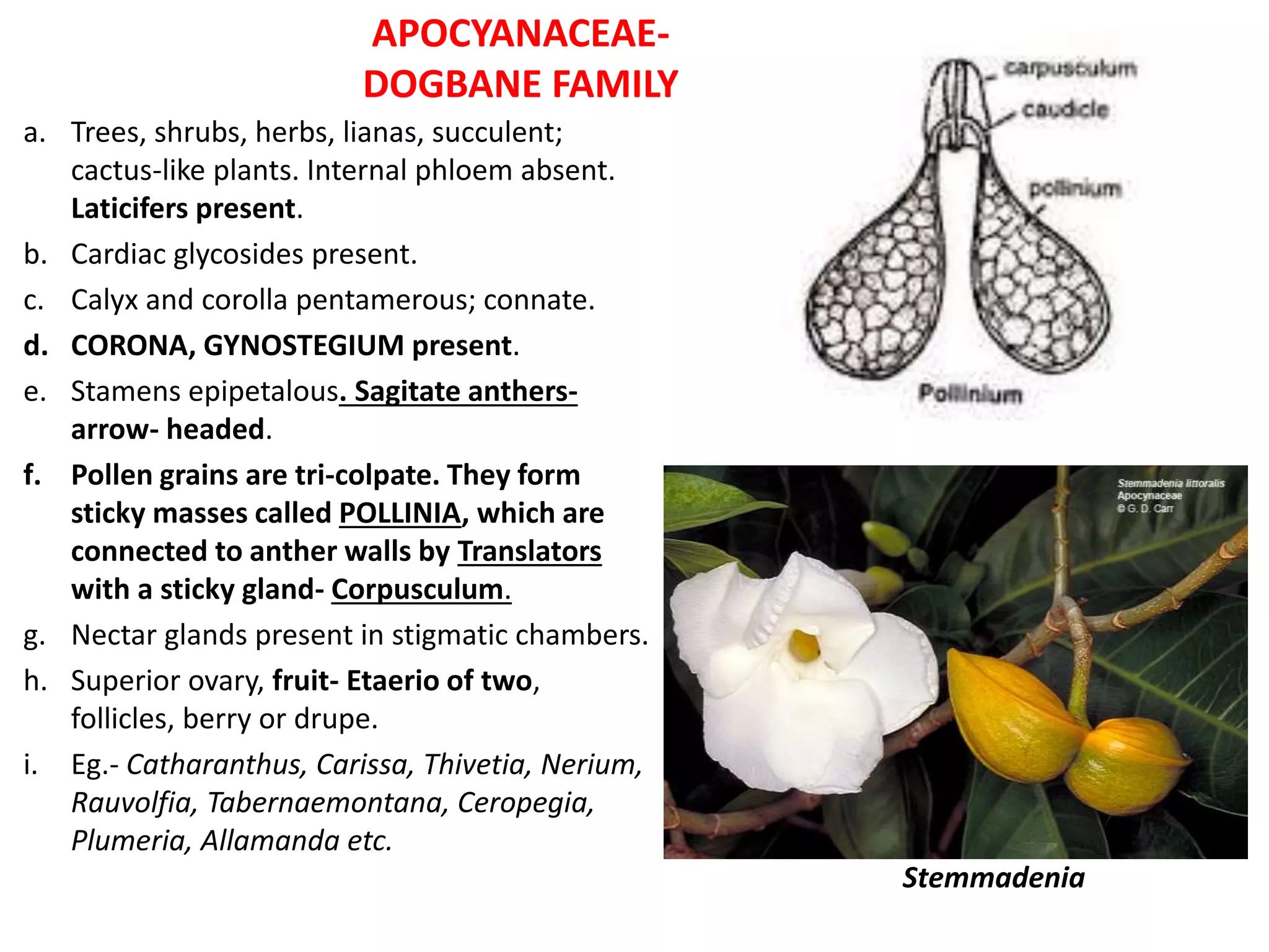 Key Characters of some major Angiosperm Families | PPTX