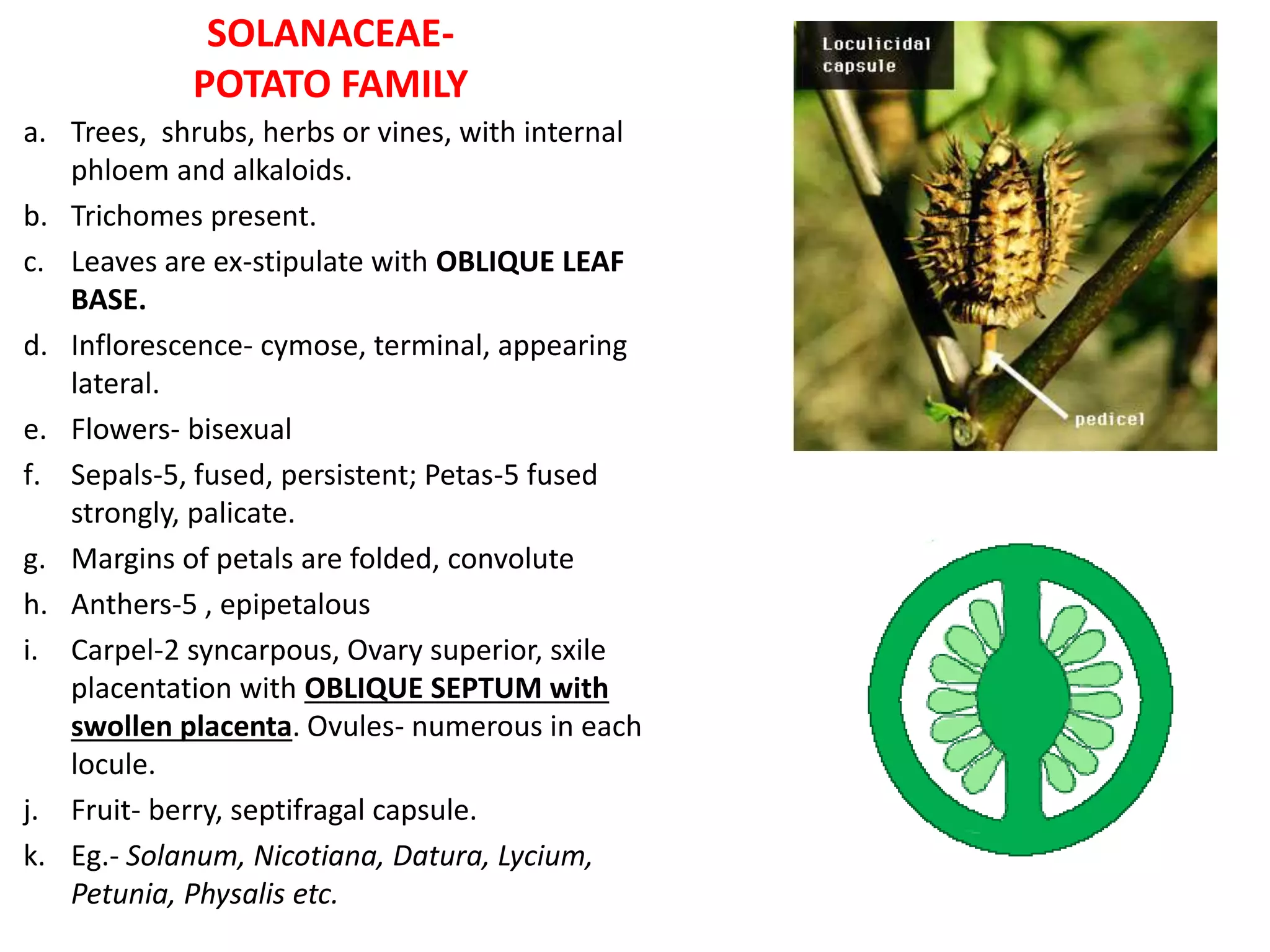 Key Characters of some major Angiosperm Families | PPTX