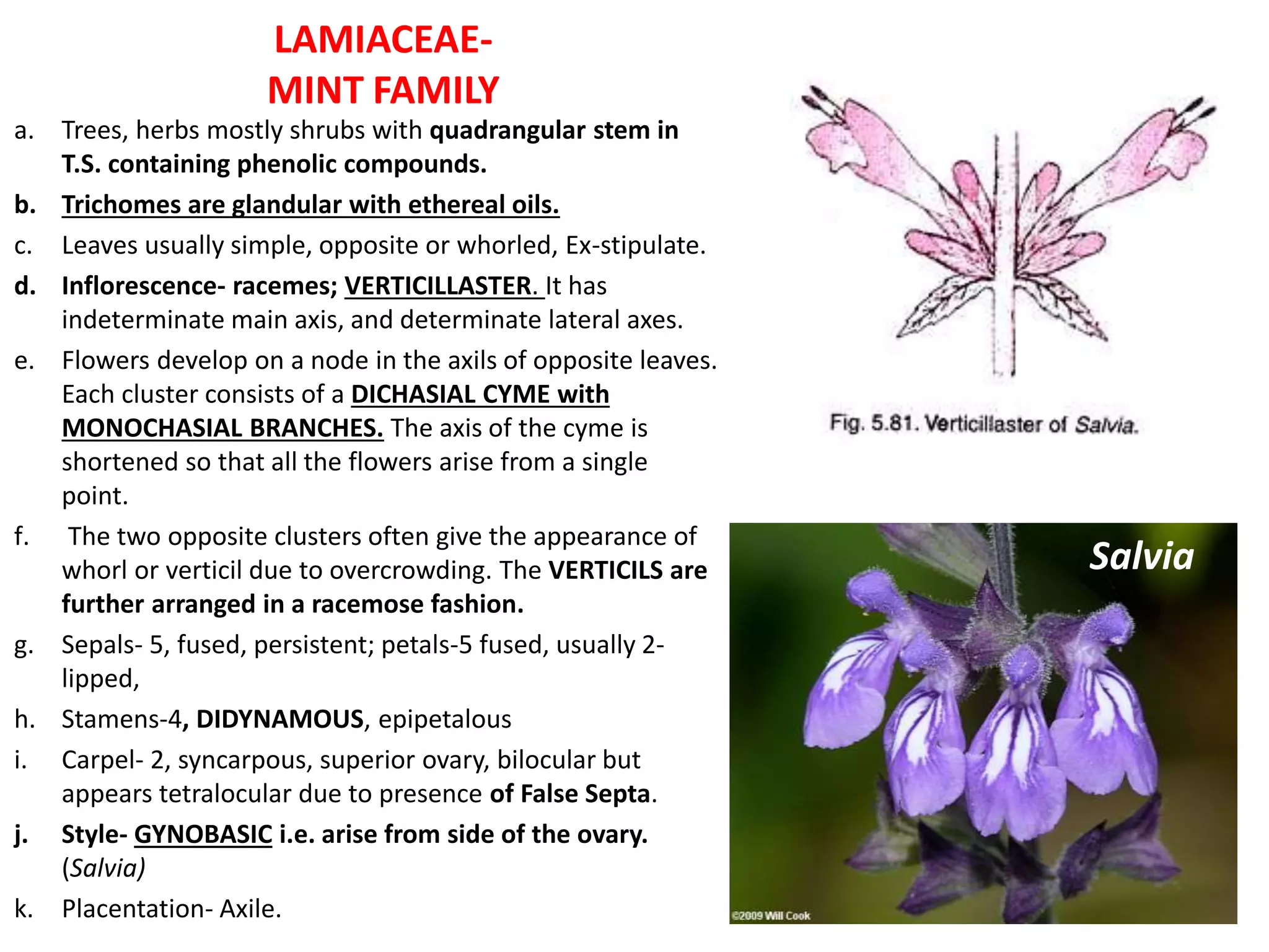 Key Characters of some major Angiosperm Families | PPTX