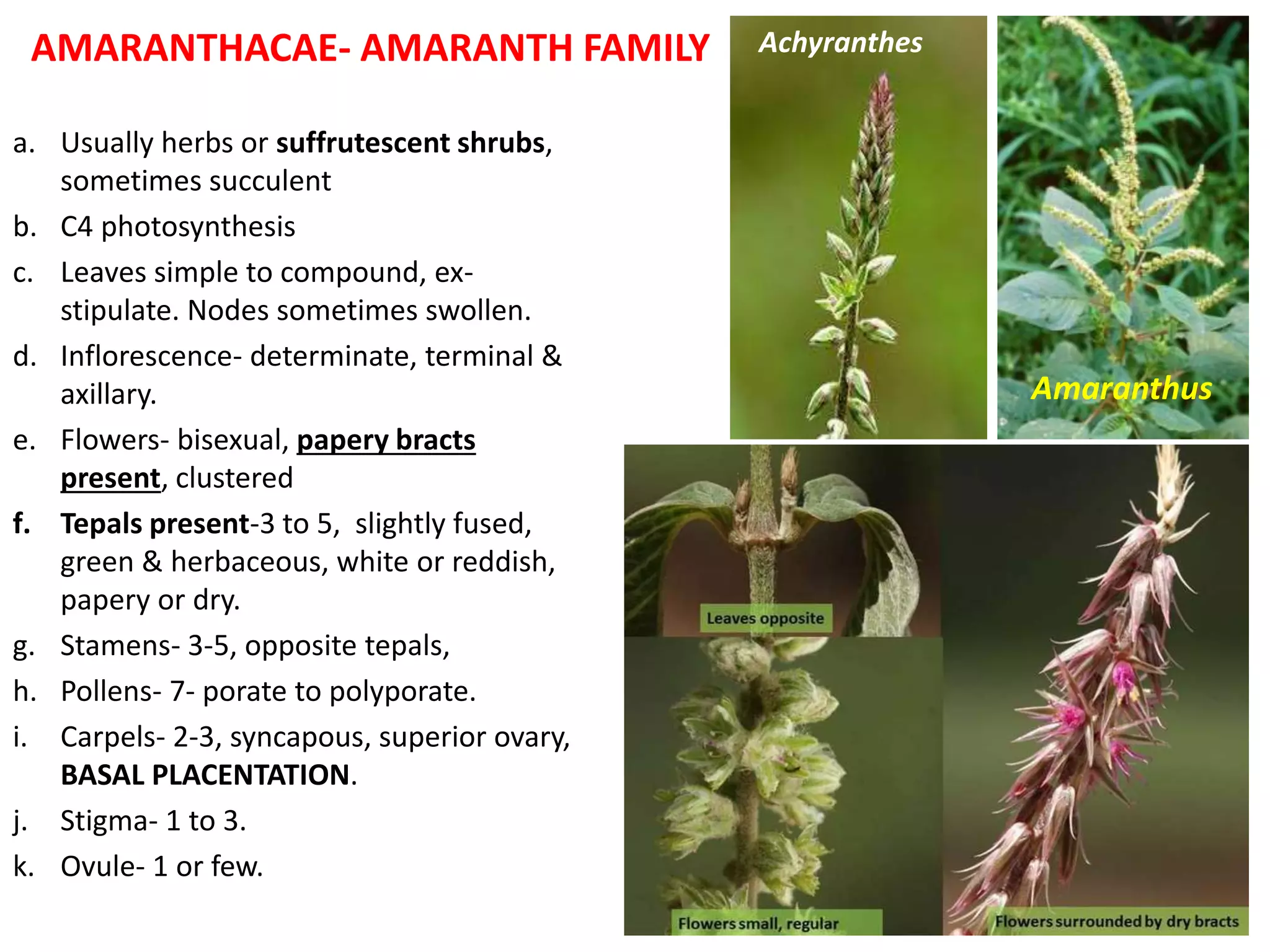 Key Characters of some major Angiosperm Families | PPTX