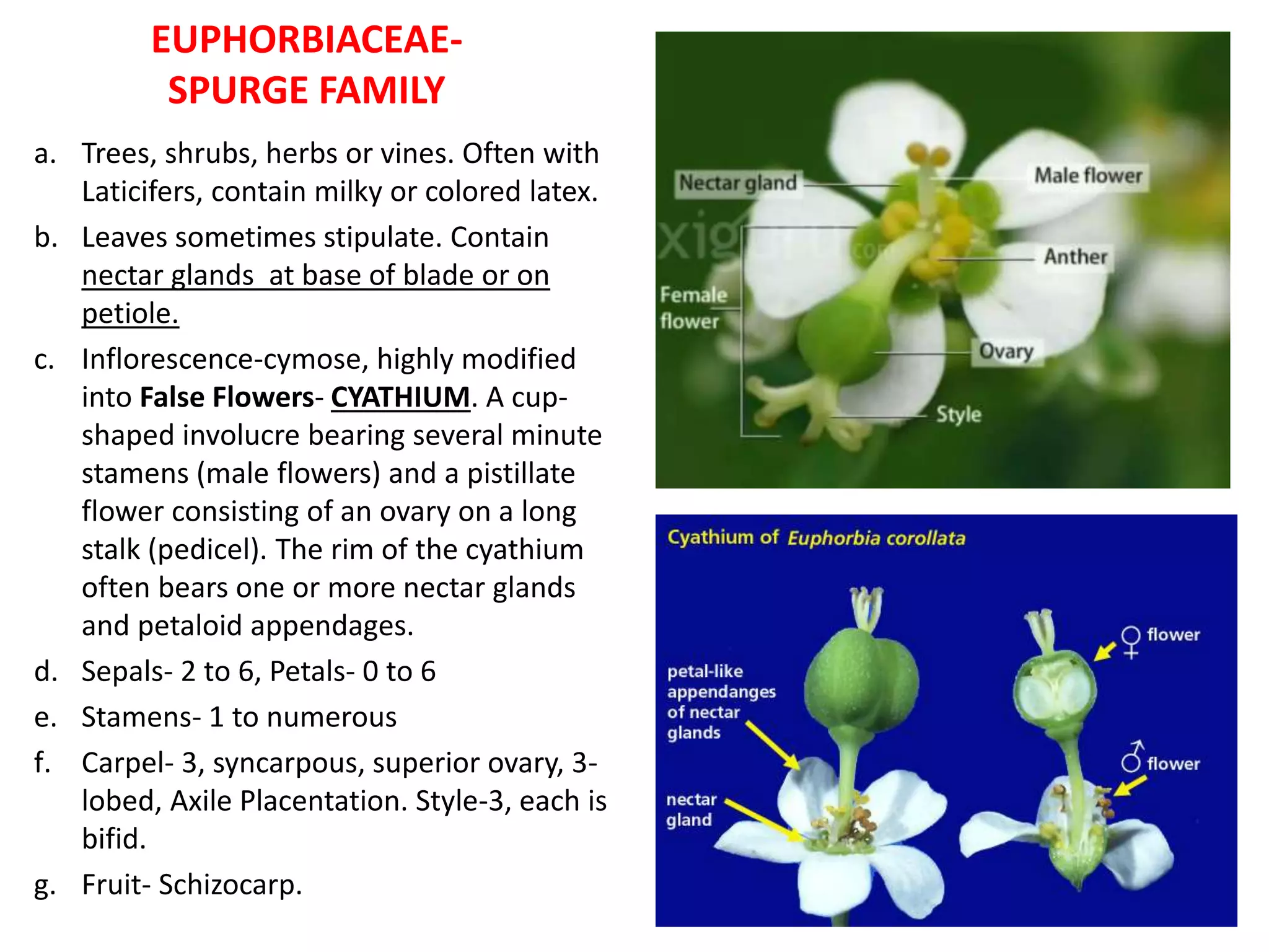 Key Characters of some major Angiosperm Families | PPTX