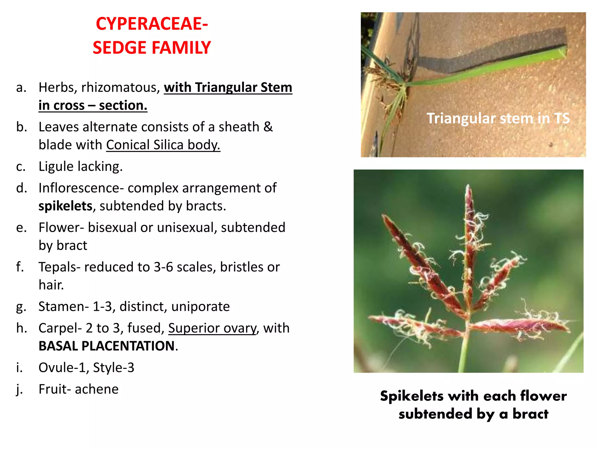 Key Characters of some major Angiosperm Families | PPTX