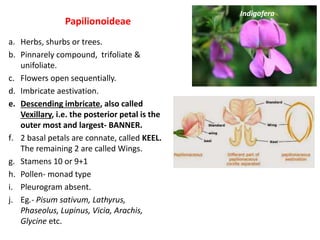 Key Characters of some major Angiosperm Families | PPTX