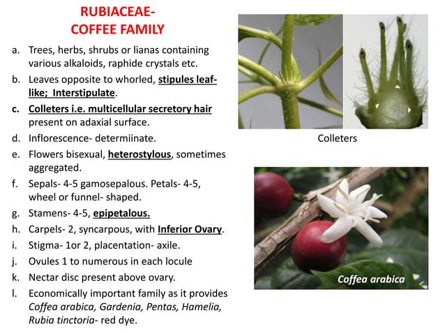 Key Characters of some major Angiosperm Families | PPTX | Gardening ...