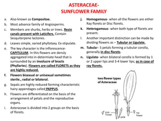 Key Characters of some major Angiosperm Families | PPTX