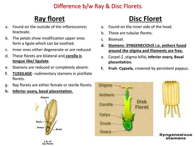 Key Characters of some major Angiosperm Families | PPTX | Gardening ...