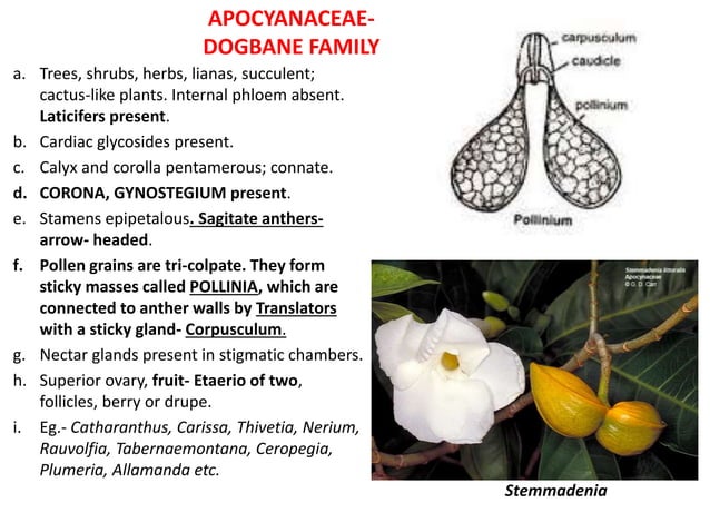 Key Characters of some major Angiosperm Families | PPTX | Gardening ...
